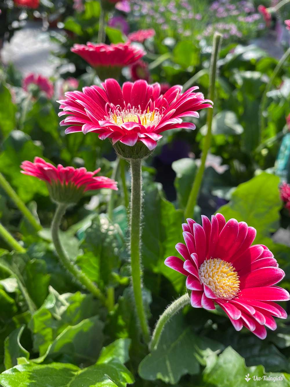 Garvinea Cheeky | Garvinea Cheeky - Uw Tuingids